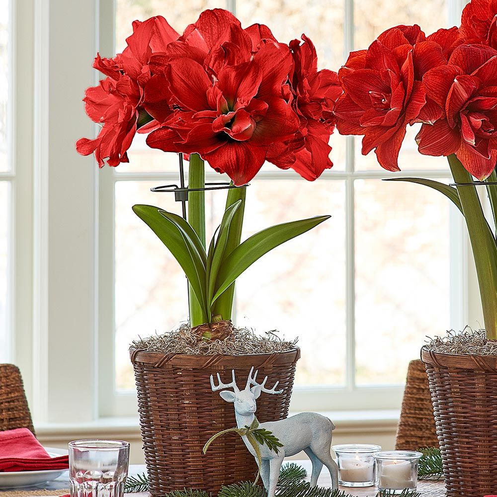 Amaryllis Cherry Nymph | White Flower Farm