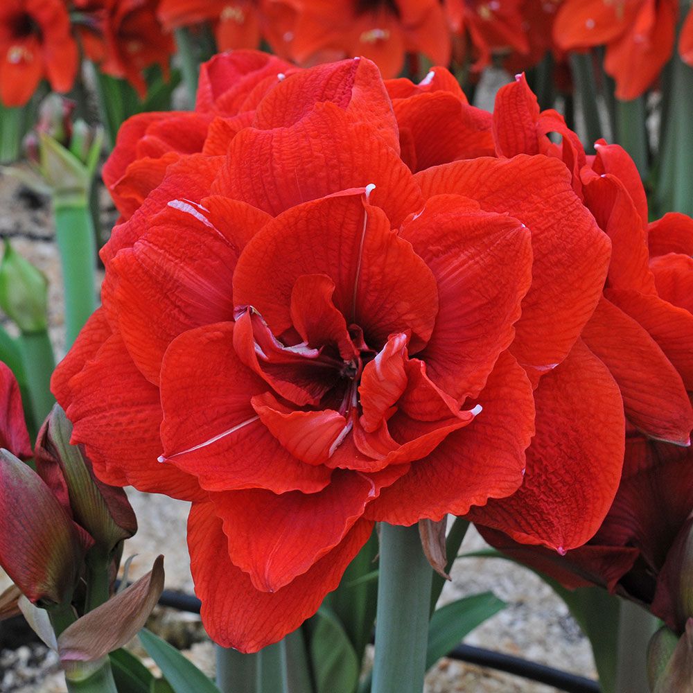 Amaryllis Cherry Nymph | White Flower Farm