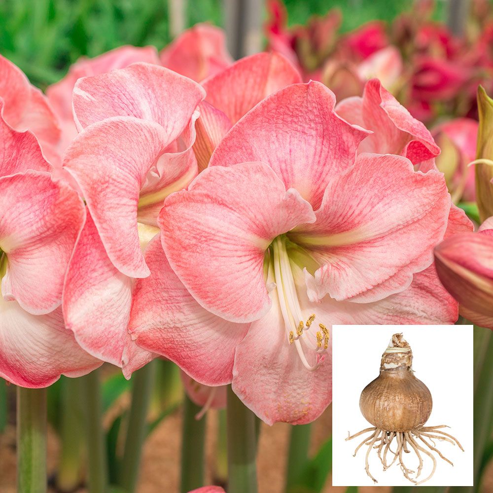 Amaryllis 'Caprice' | White Flower Farm