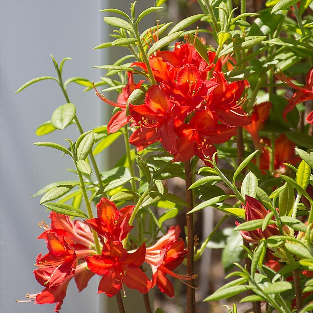 Azalea 'Satan' | White Flower Farm