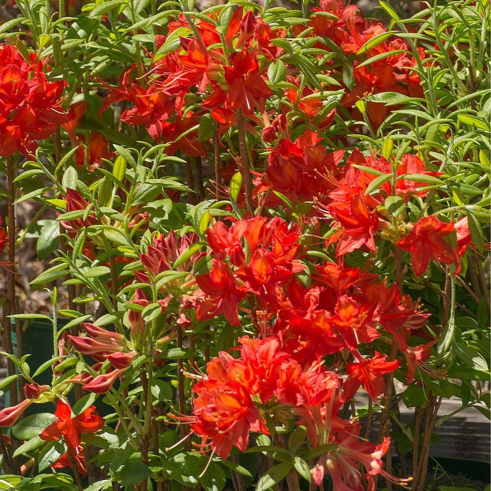 Azalea 'Satan' | White Flower Farm
