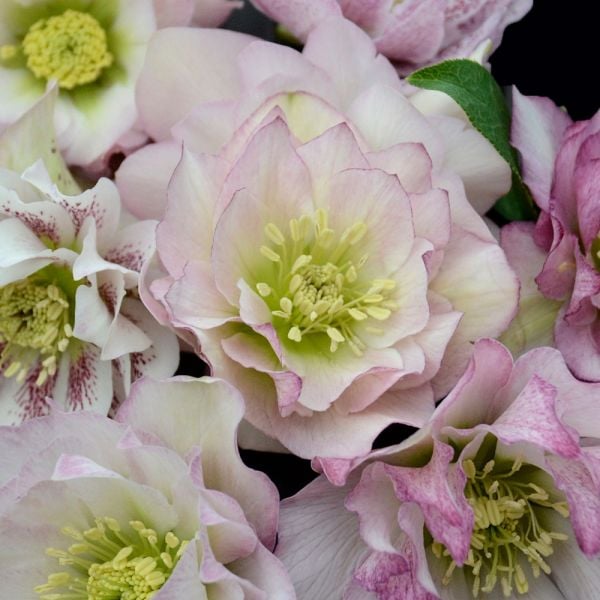 Helleborus Wedding Party® Mix | White Flower Farm