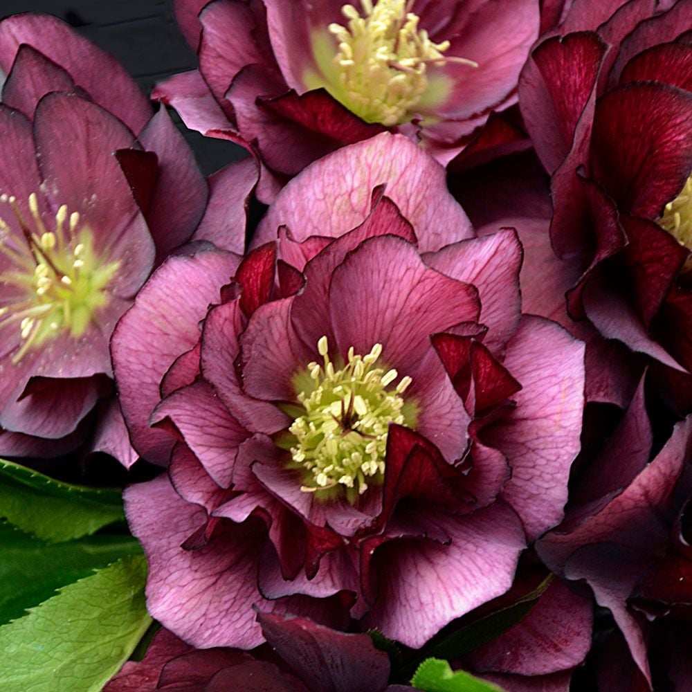 Helleborus Wedding Party® Mix | White Flower Farm