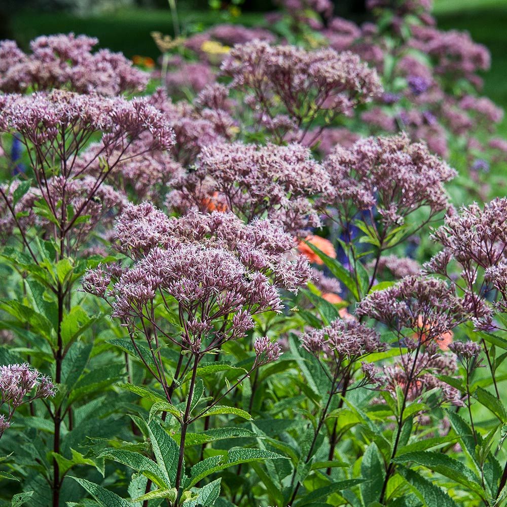 Eupatorium maculatum 'Red Dwarf' | White Flower Farm