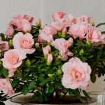 Months of Houseplants | White Flower Farm