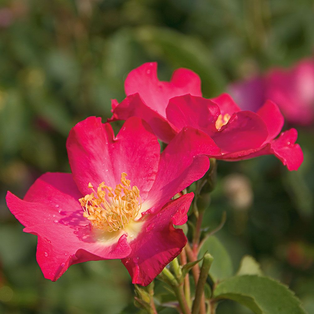 Rose Knock Out® | White Flower Farm