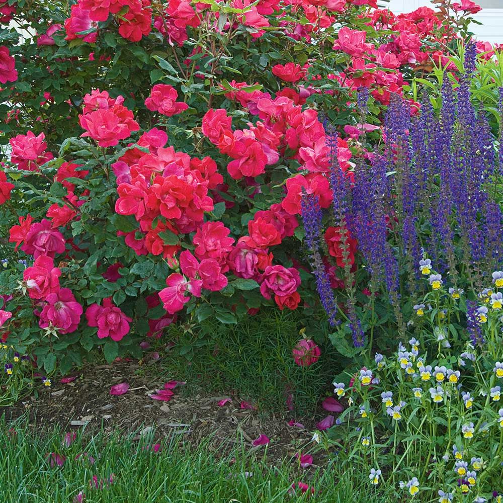 Rose Knock Out® | White Flower Farm