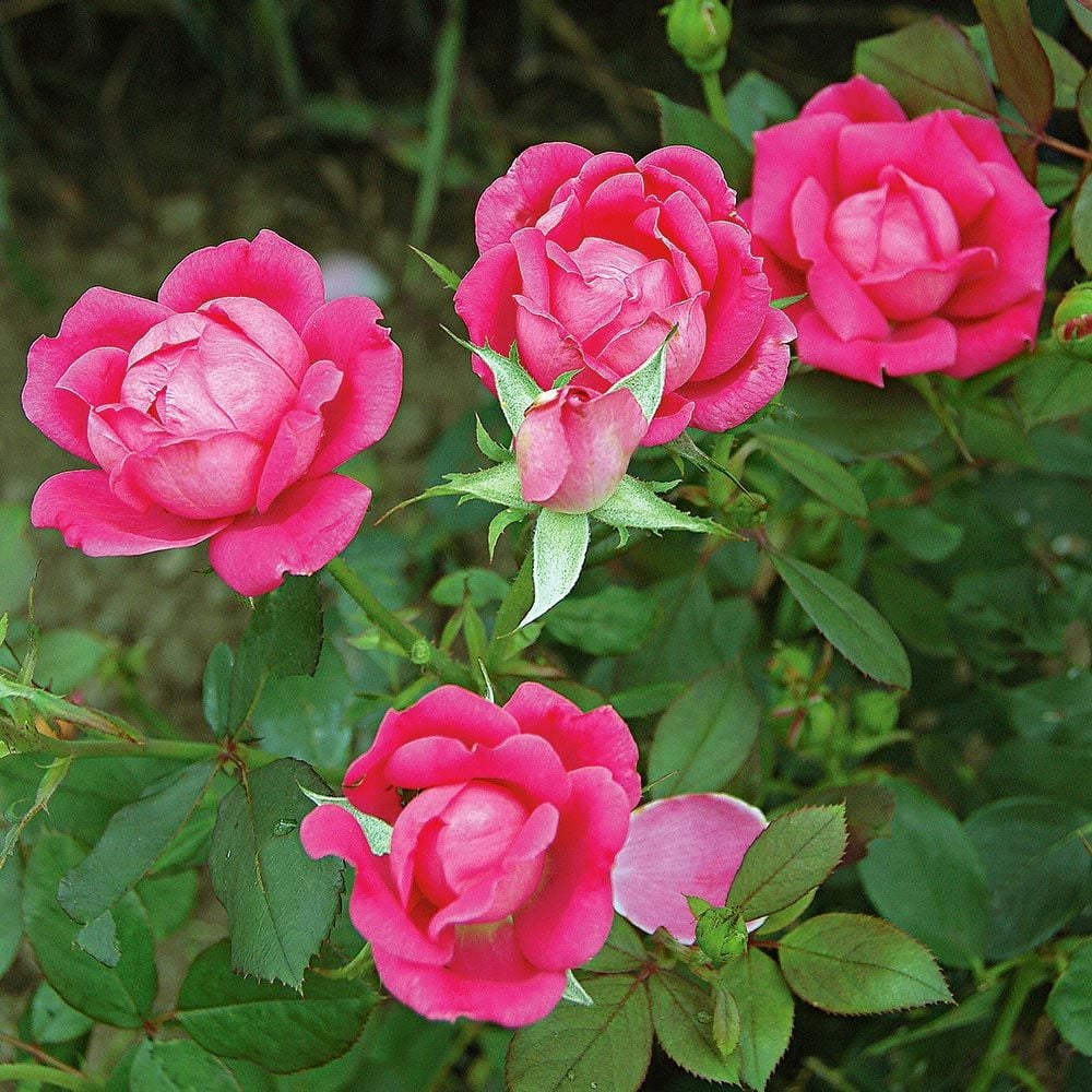 Rose Pink Double Knock Out® | White Flower Farm