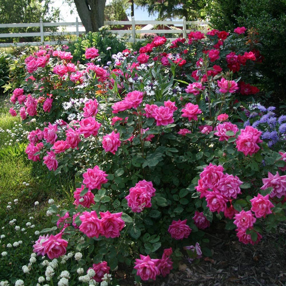Rose Pink Double Knock Out® | White Flower Farm