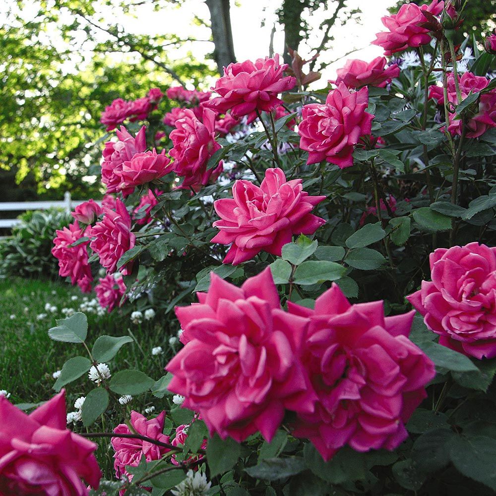 Rose Pink Double Knock Out® | White Flower Farm