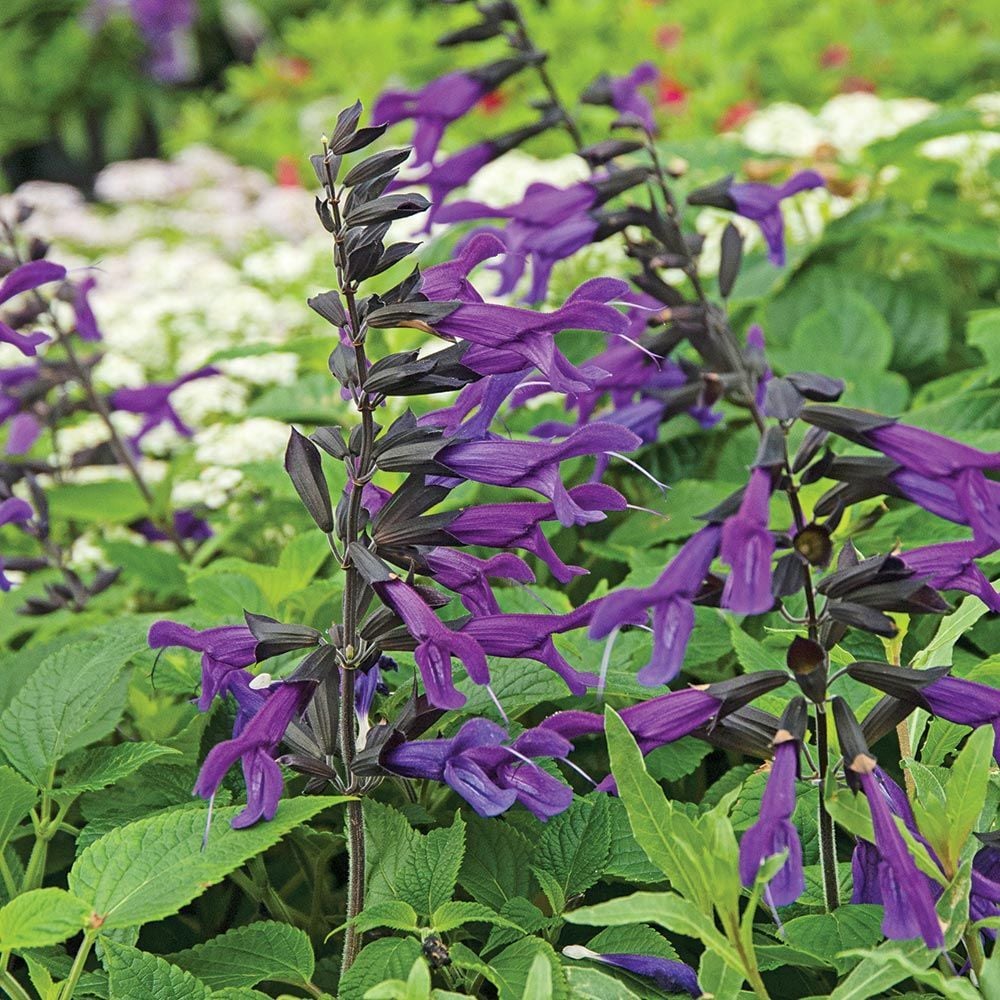 Purple-Flowering & Purple-Foliage Plants | White Flower Farm