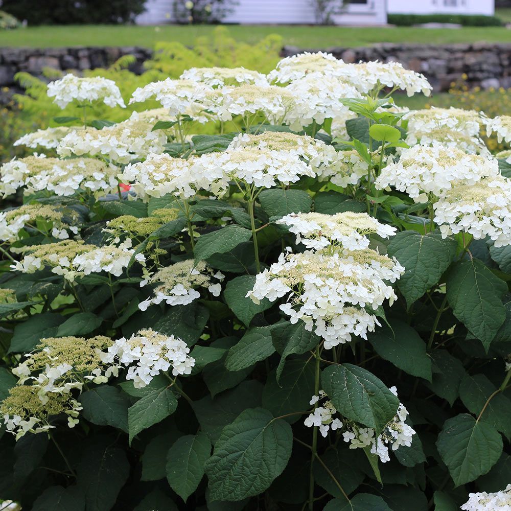 white hydrangea varieties