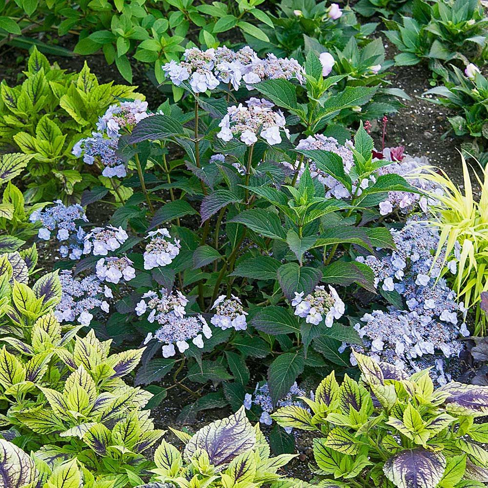 Hydrangea serrata | White Flower Farm