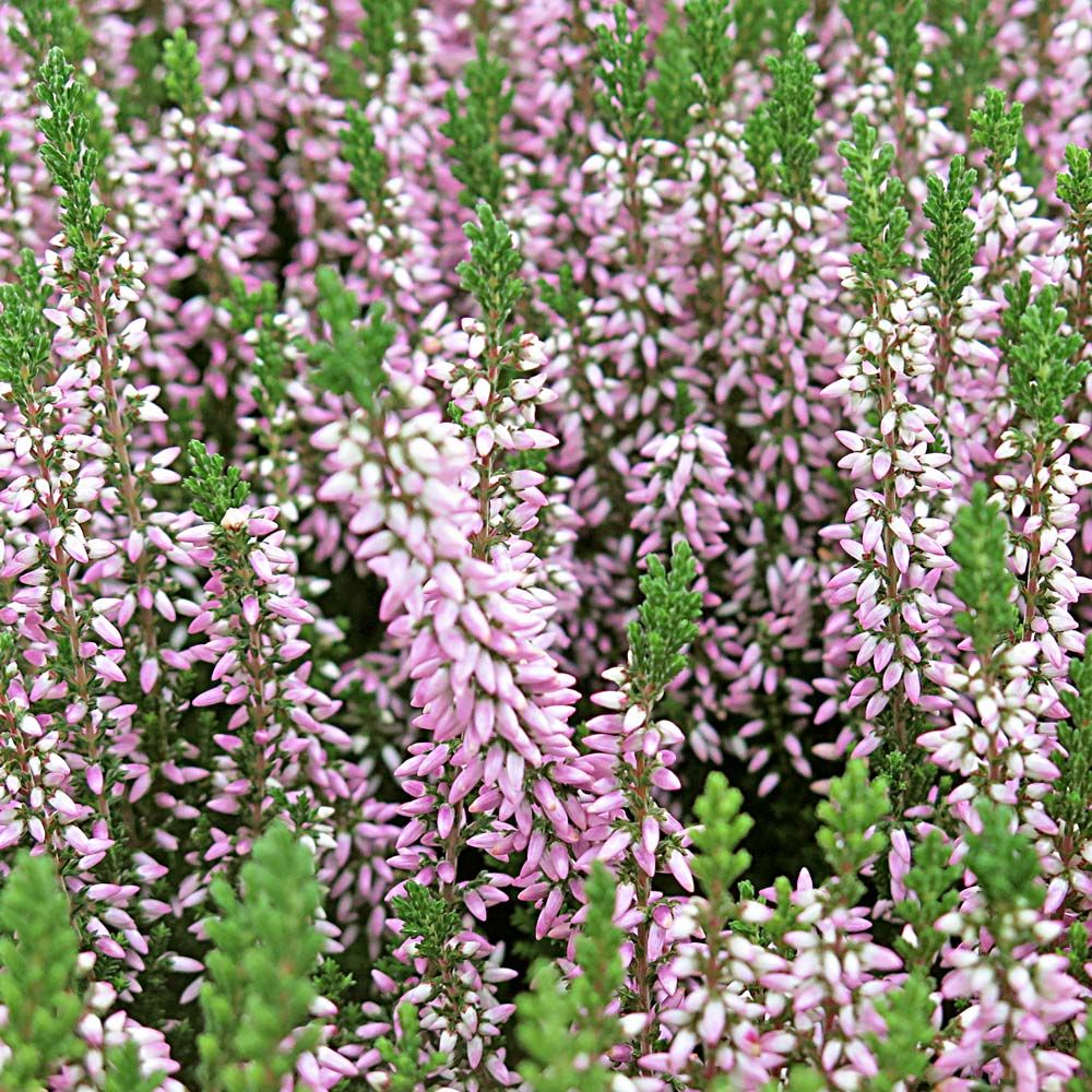 Calluna vulgaris 'Michelle' | White Flower Farm