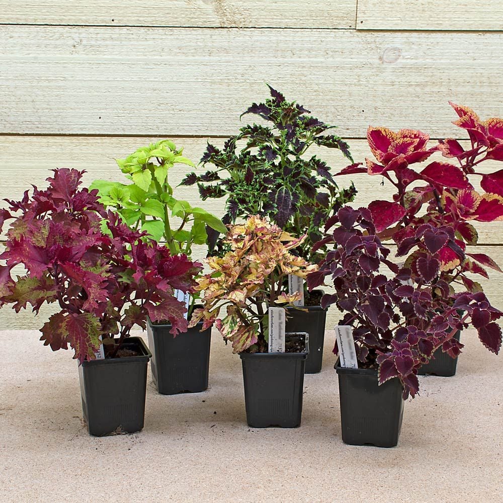 Coleus Confetti Classic Container Garden | White Flower Farm
