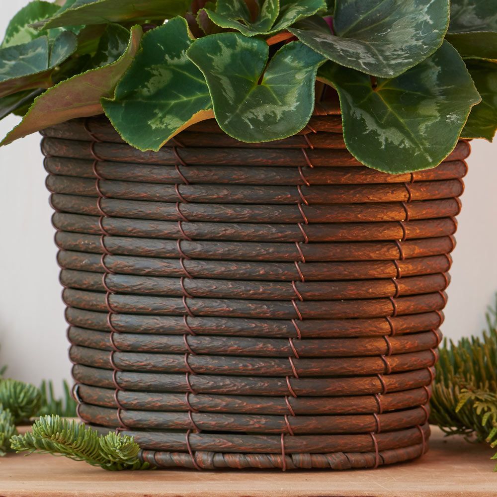 Azalea Rozalea® Pink in basket | White Flower Farm