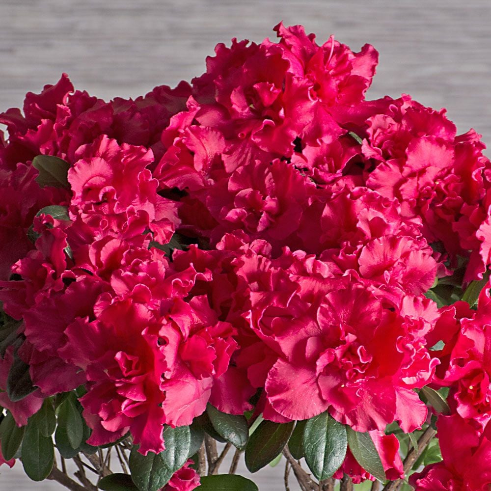 Pink Azalea Topiary in gray clay pot and saucer | White Flower Farm