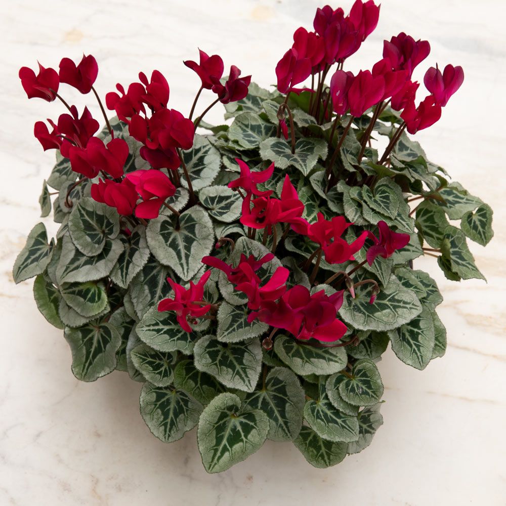 Cyclamen Silverleaf Deep Magenta, 4 pots in metal bowl | White Flower Farm