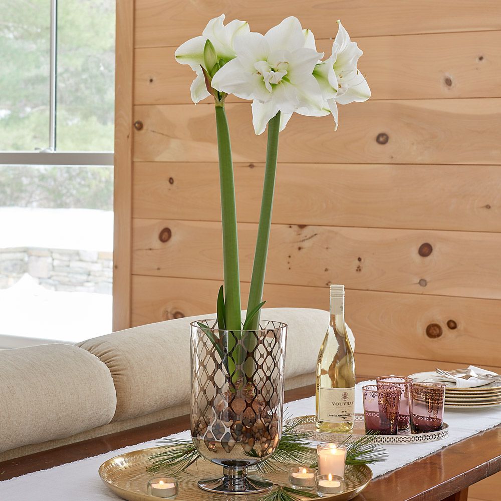 Amaryllis Akiko | White Flower Farm