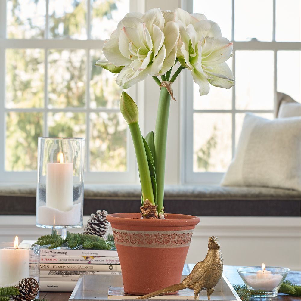 Amaryllis White Amadeus | White Flower Farm
