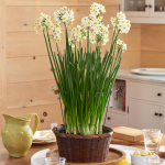 Paperwhite 'Ariel' Kits with gold striped glass vases | White Flower Farm