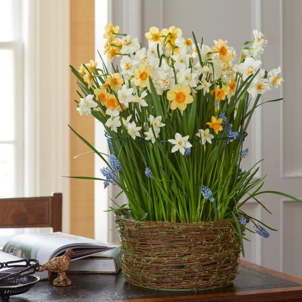 Daffodil Fields Bulb Collection | White Flower Farm