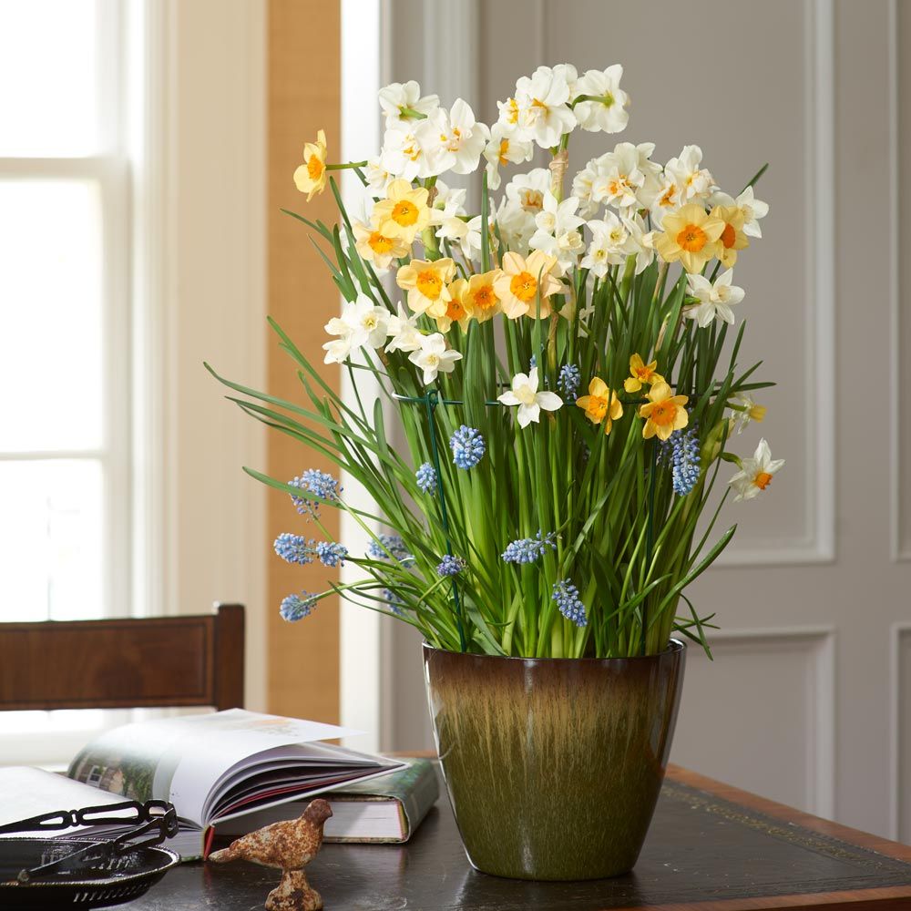 Daffodil Fields Bulb Collection | White Flower Farm