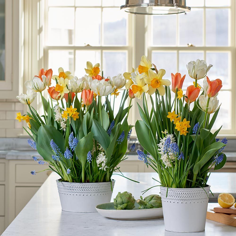Spring Panache Bulb Collection | White Flower Farm