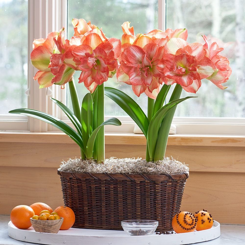 Amaryllis 'Beautiful Emotion' | White Flower Farm