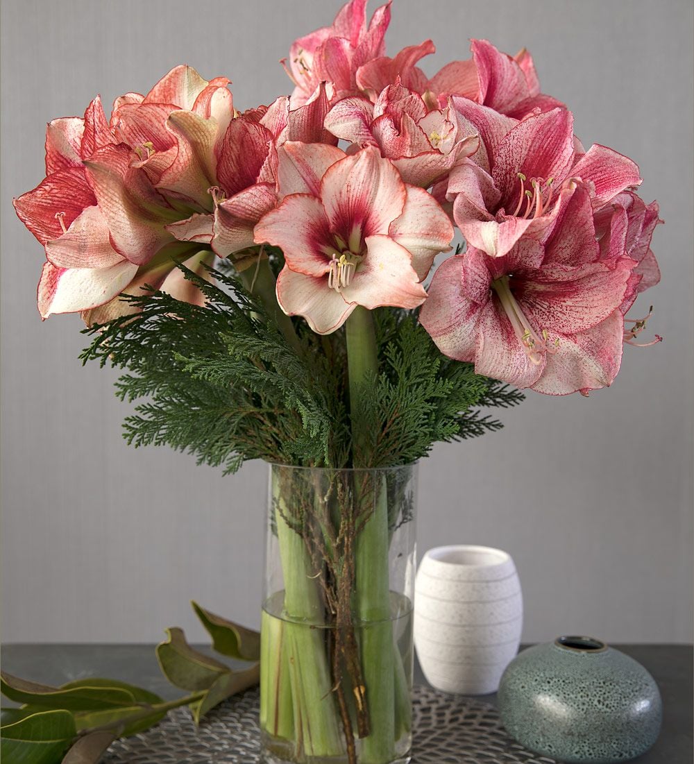 Amaryllis 'Showmaster' Bouquet | White Flower Farm