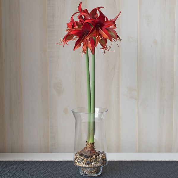 Amaryllis 'Bogota' | White Flower Farm