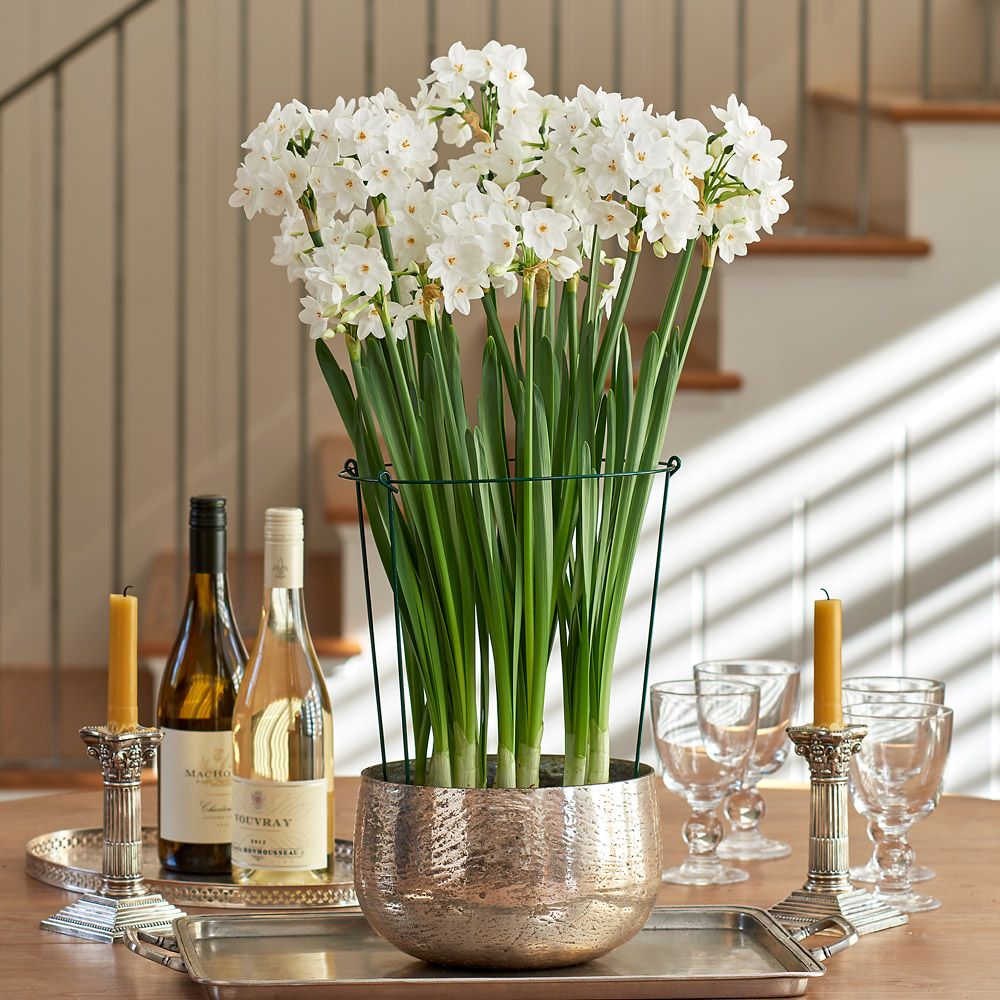 Bulb Collections | White Flower Farm