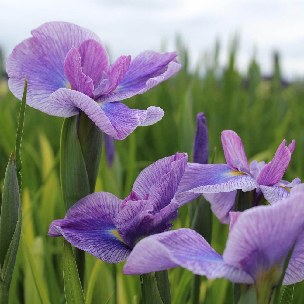 Iris ensata 'Geisha Girl' | White Flower Farm