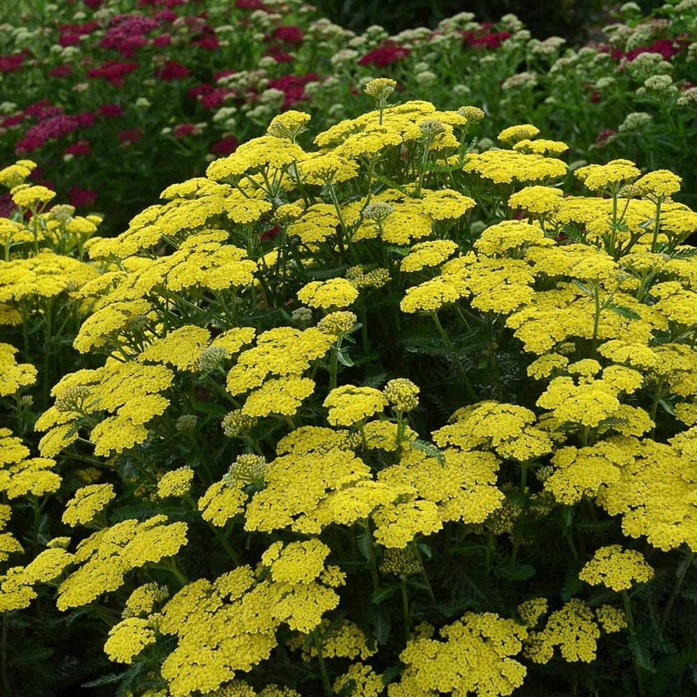 Achillea 'Firefly Sunshine' | White Flower Farm