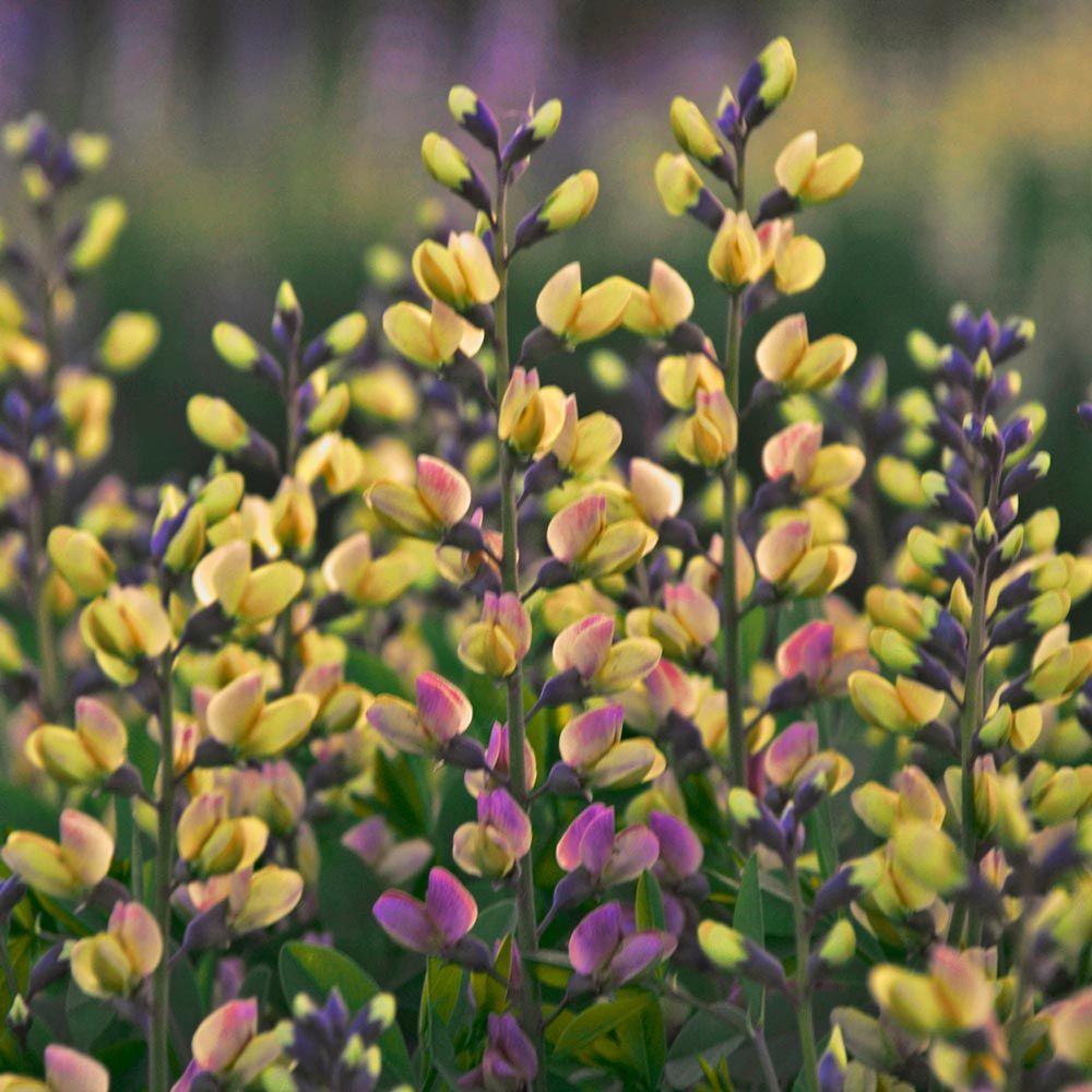 Baptisia Decadence® Deluxe 'Pink Lemonade' | White Flower Farm