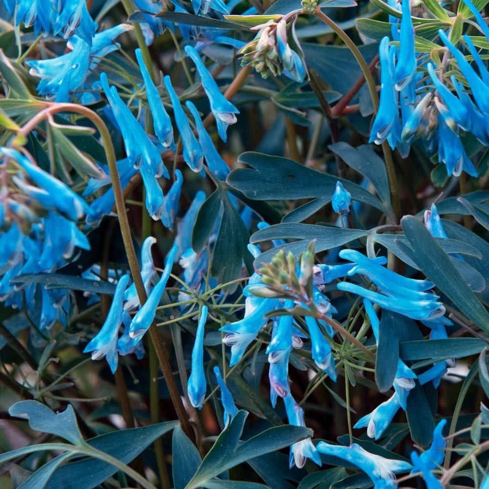 Corydalis flexuosa Hillier™ 'Porcelain Blue' | White Flower Farm