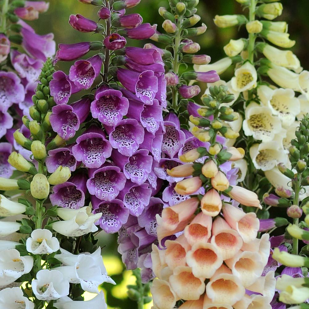 Digitalis Dalmatian Mix | White Flower Farm