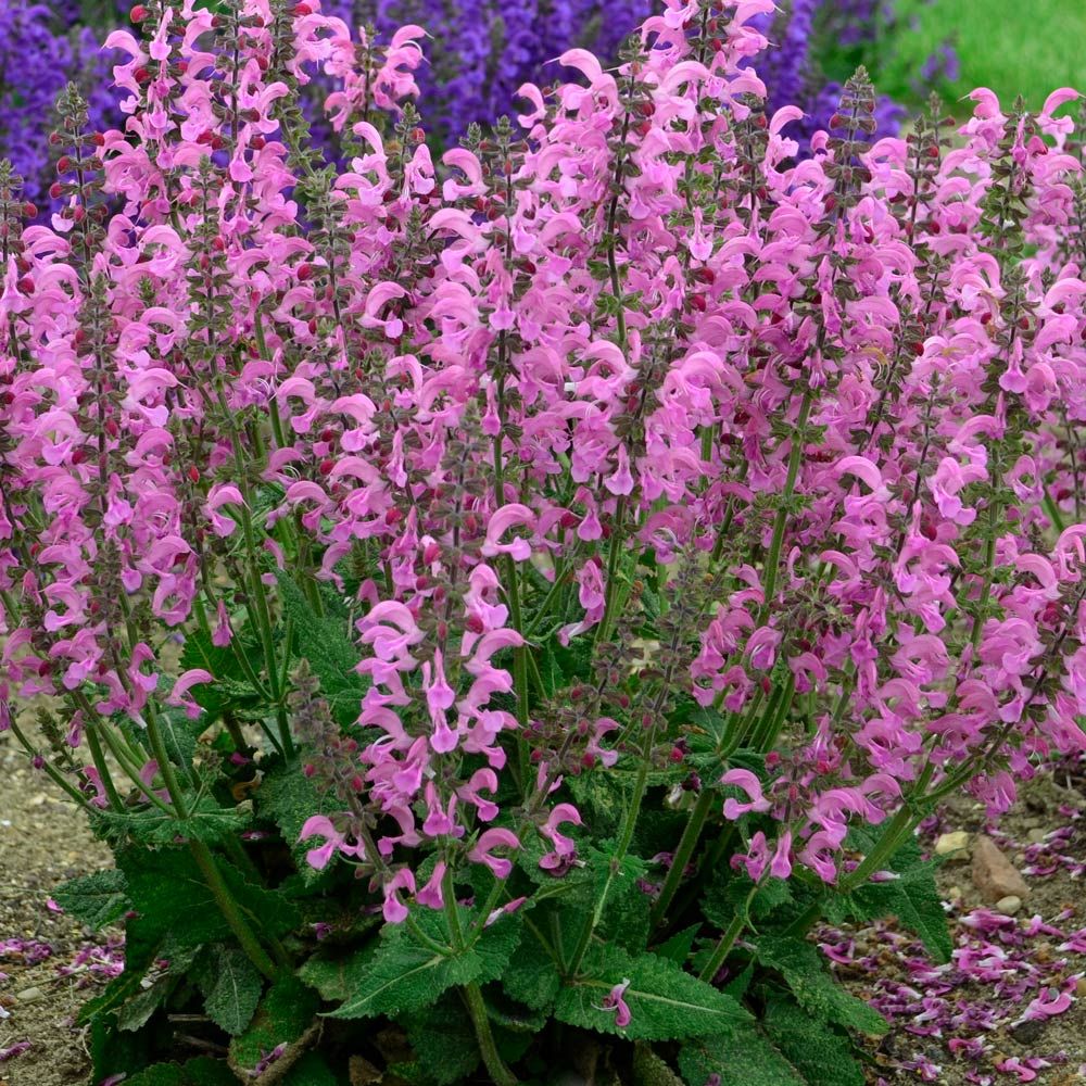 Salvia pratensis Fashionista® 'Moulin Rouge' | White Flower Farm