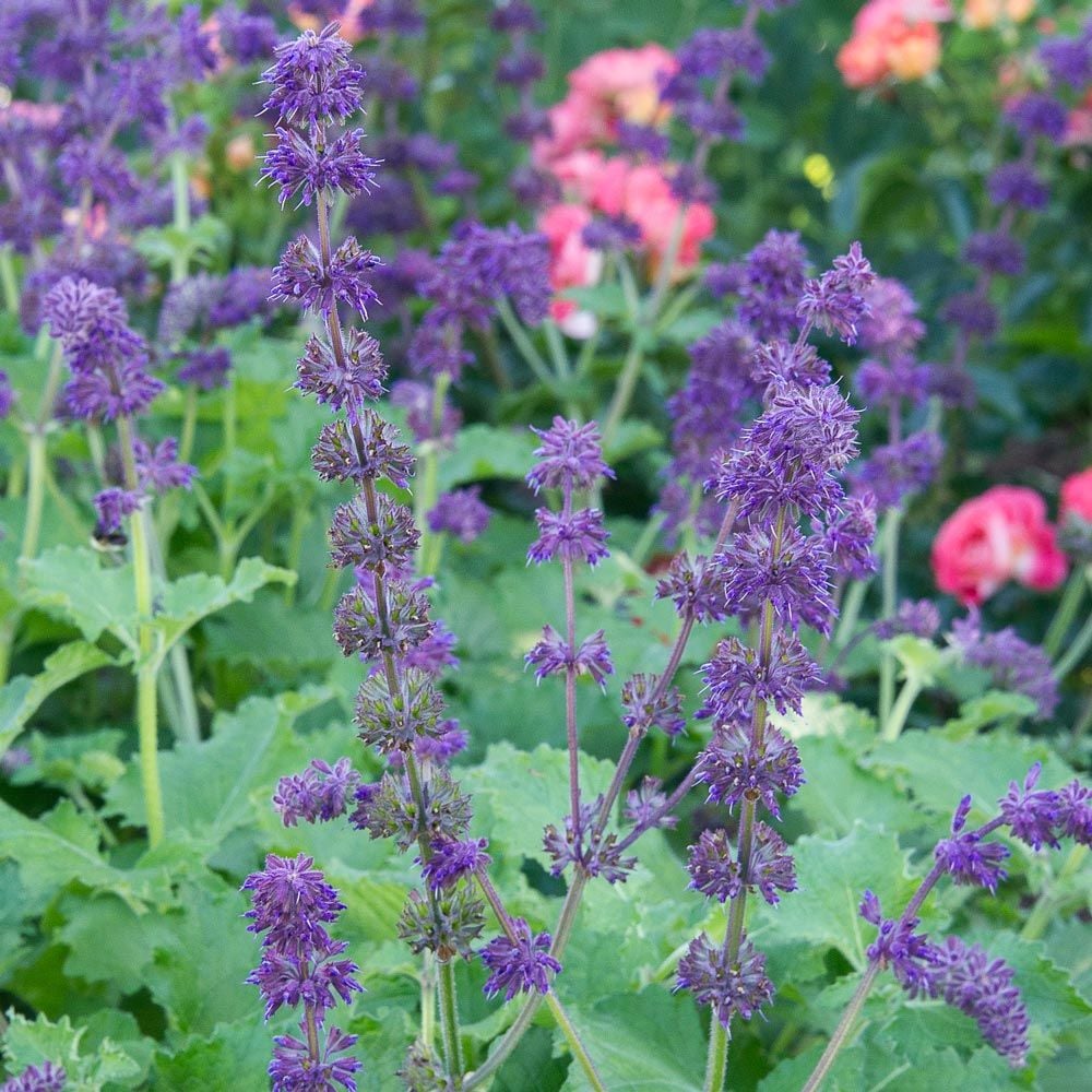 Salvia verticillata 'Purple Rain' | White Flower Farm