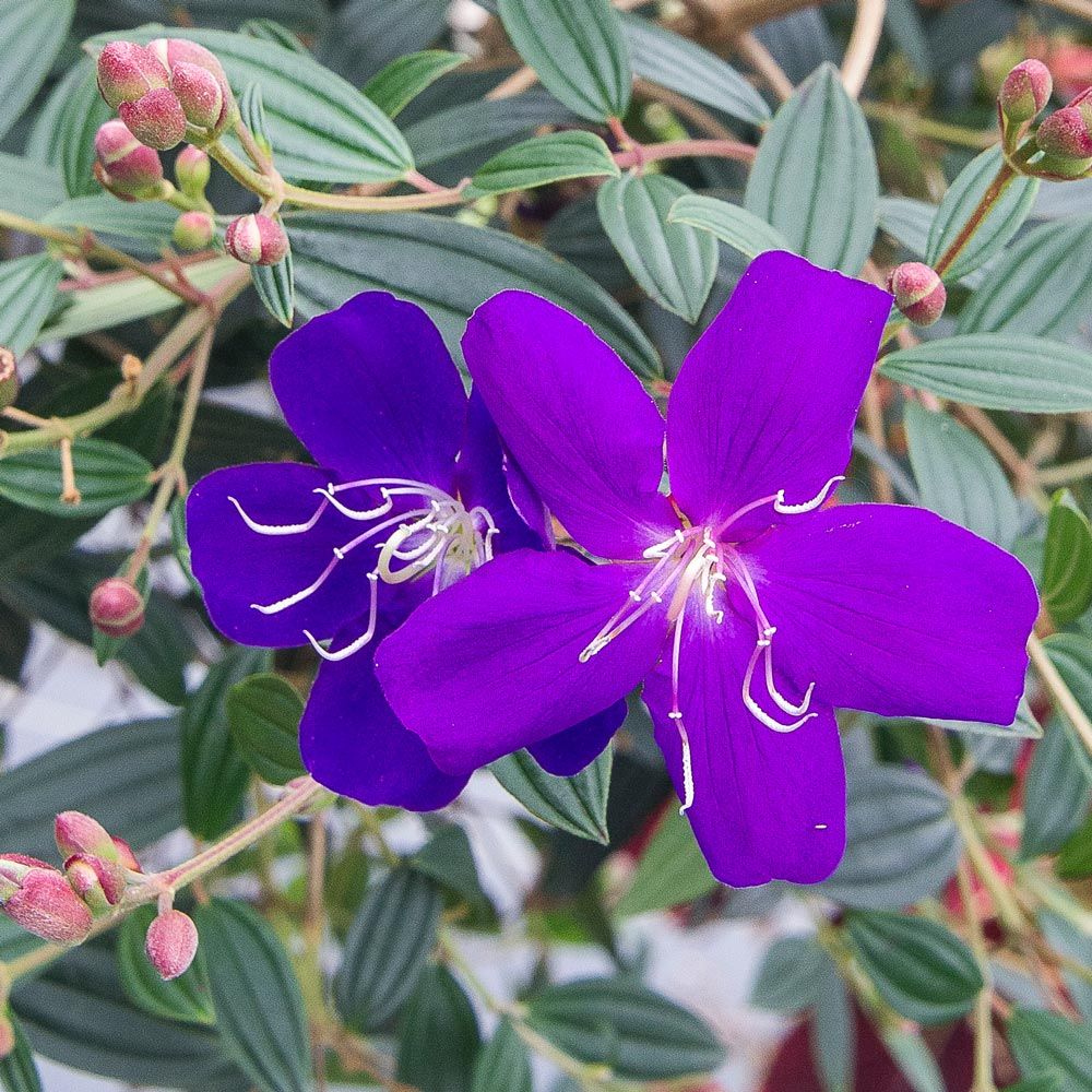 Tibouchina Flower Meaning | Best Flower Site