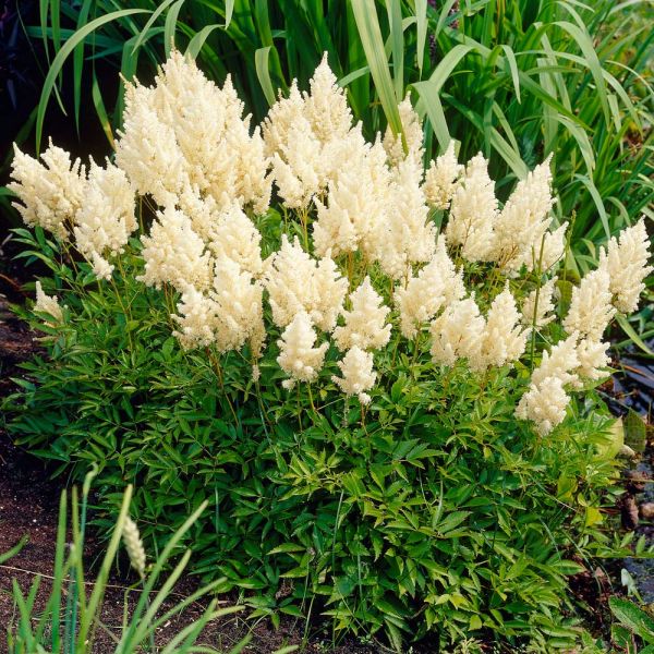 Astilbe x arendsii 'White Gloria' | White Flower Farm
