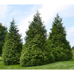 Thuja occidentalis North Pole® | White Flower Farm