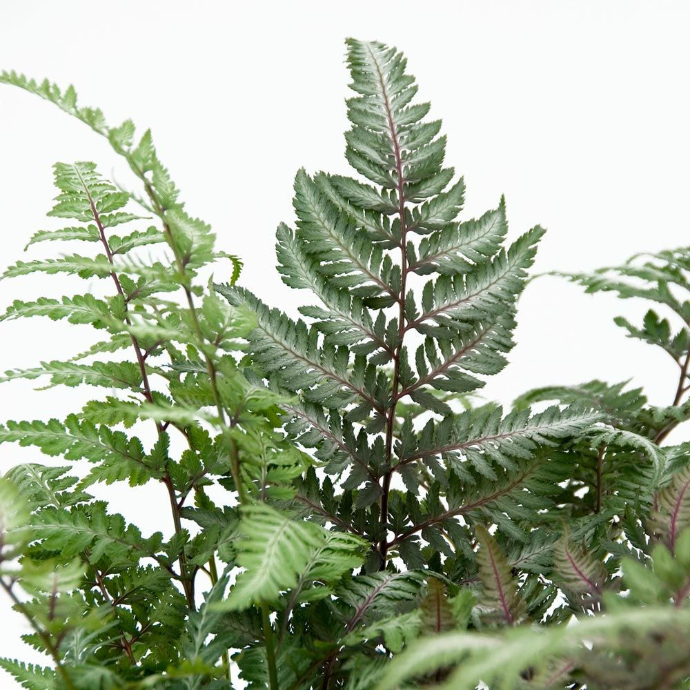 Athyrium niponicum pictum 'Red Beauty' | White Flower Farm