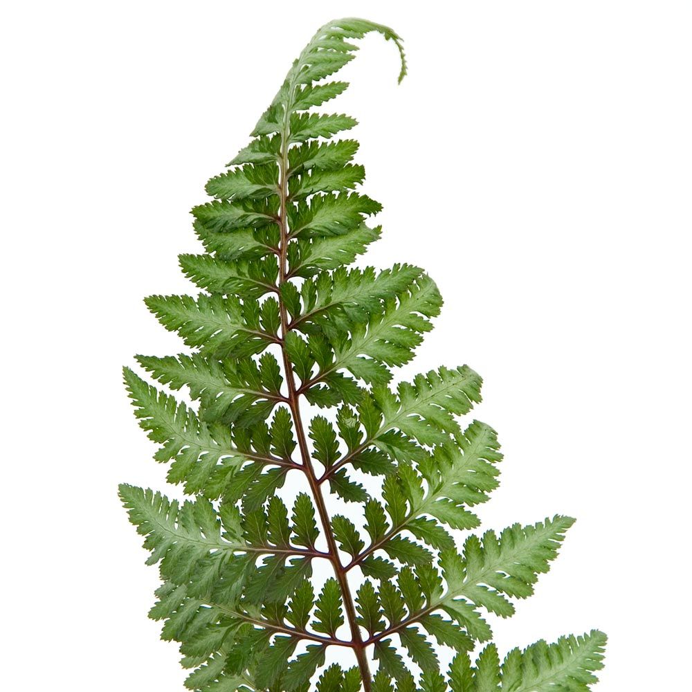Athyrium niponicum pictum 'Red Beauty' | White Flower Farm