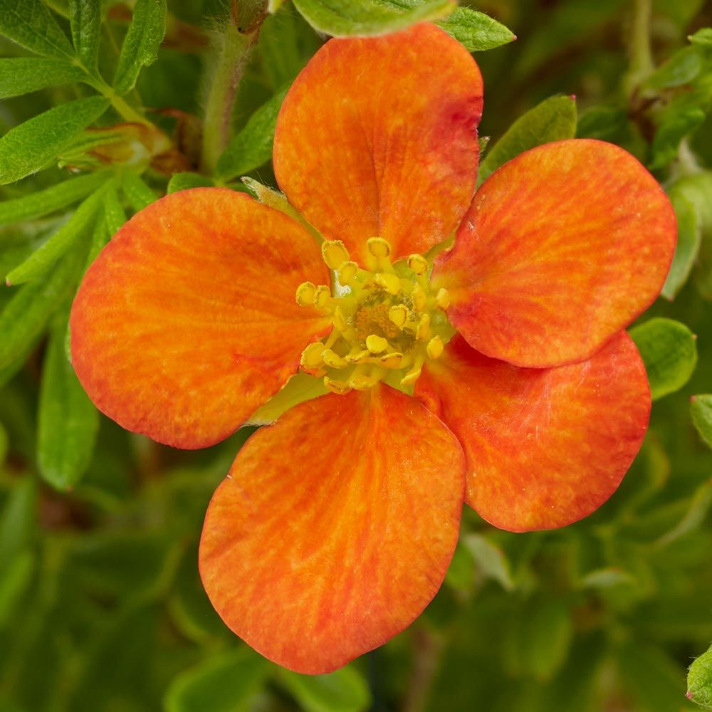 Potentilla fruticosa Bella Sol™ | White Flower Farm