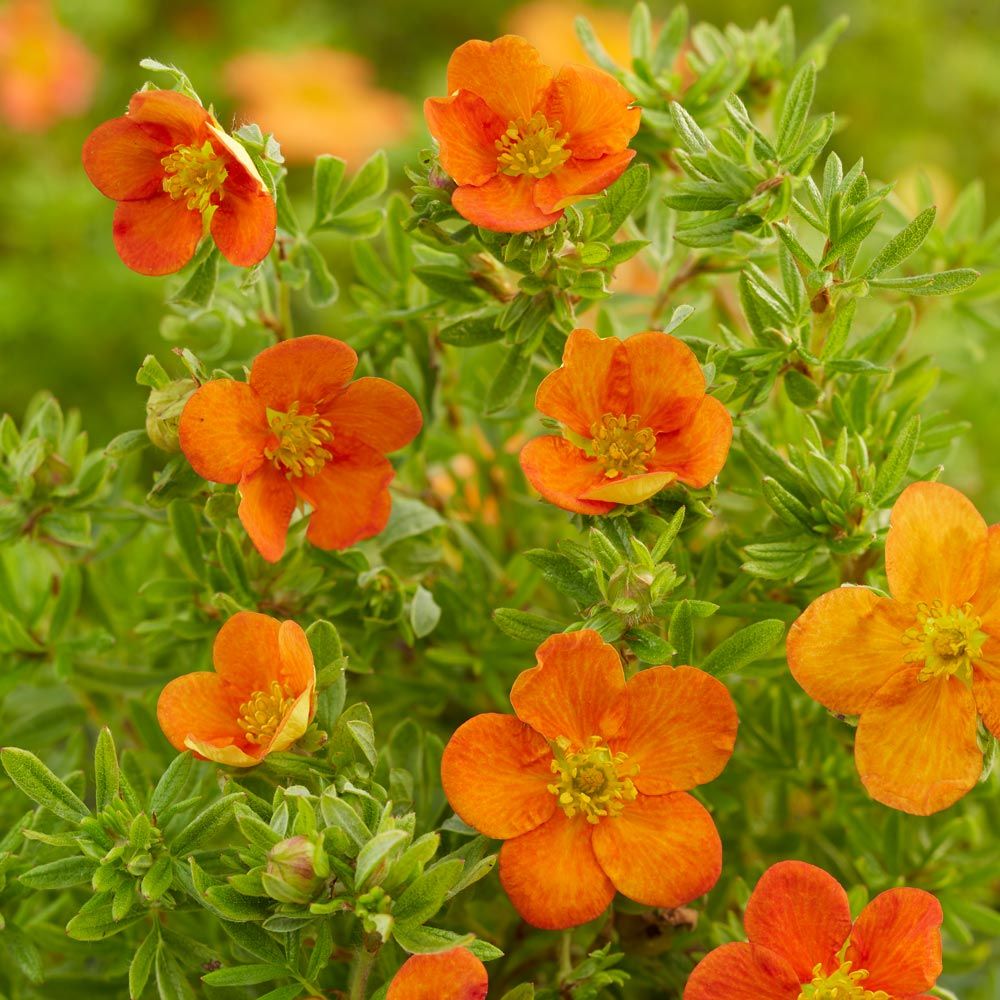 Potentilla fruticosa Bella Sol™ | White Flower Farm