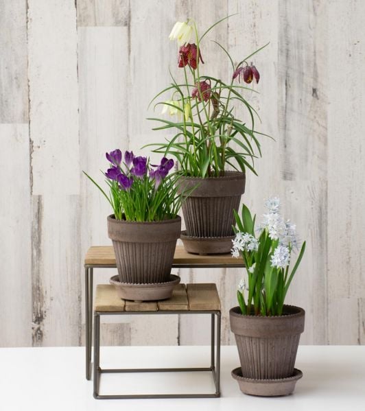 Crocus 'Ruby Giant' Bulb Collection | White Flower Farm