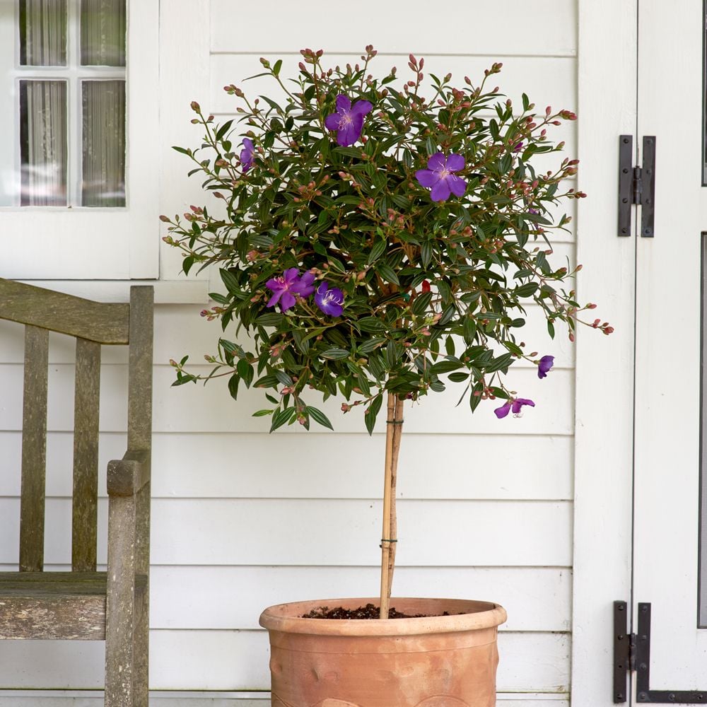 Tibouchina Standard