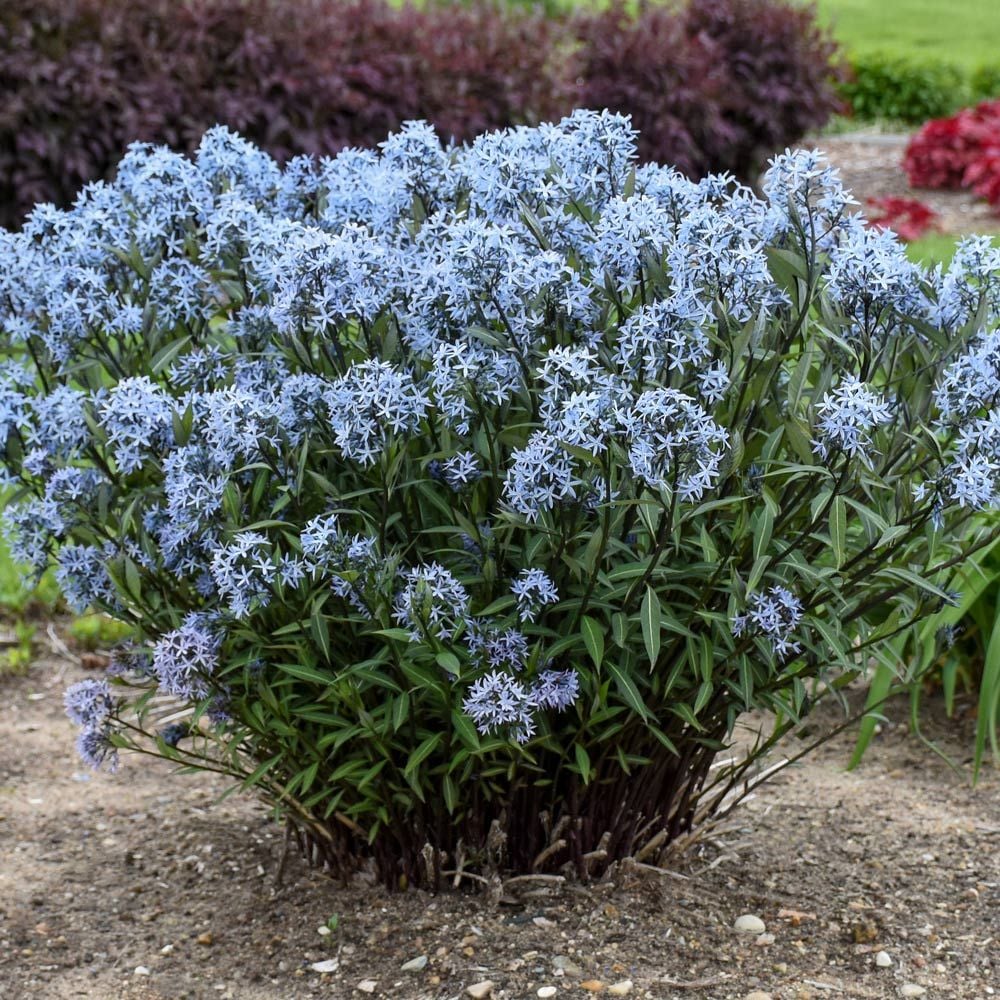 Amsonia tabernaemontana var. salicifolia | White Flower Farm