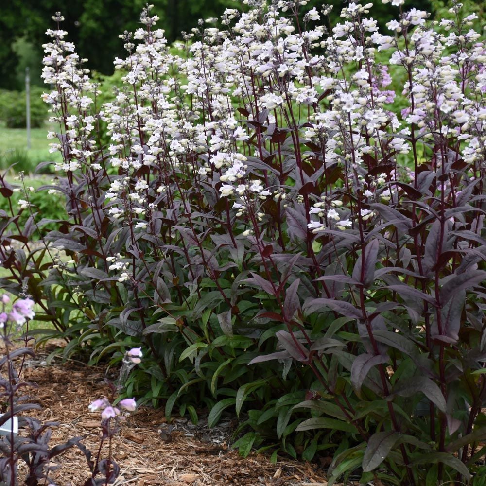 Penstemon 'Onyx and Pearls' | White Flower Farm